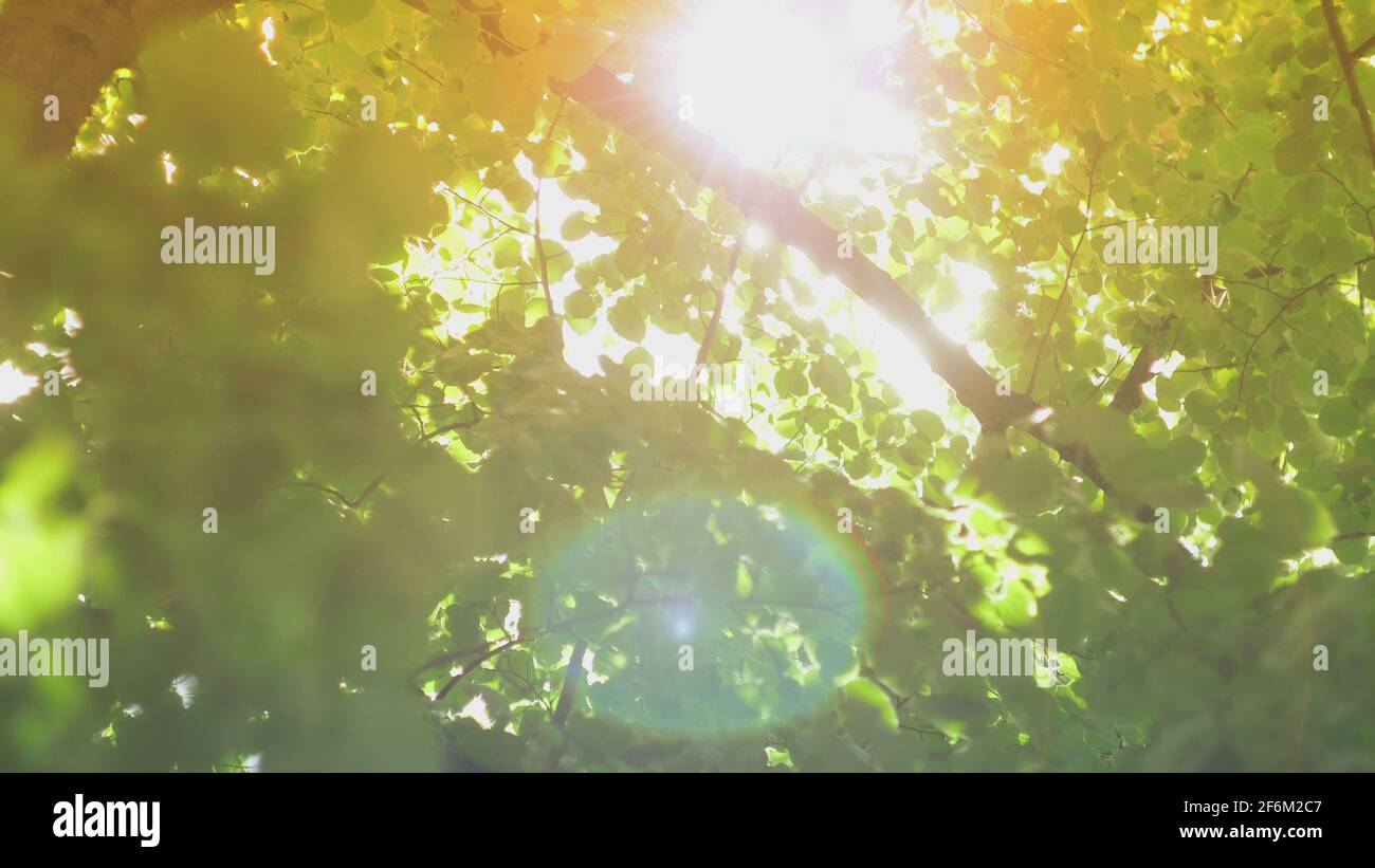 Sun Lens Flare Shining Through Trees Stock Photo - Alamy