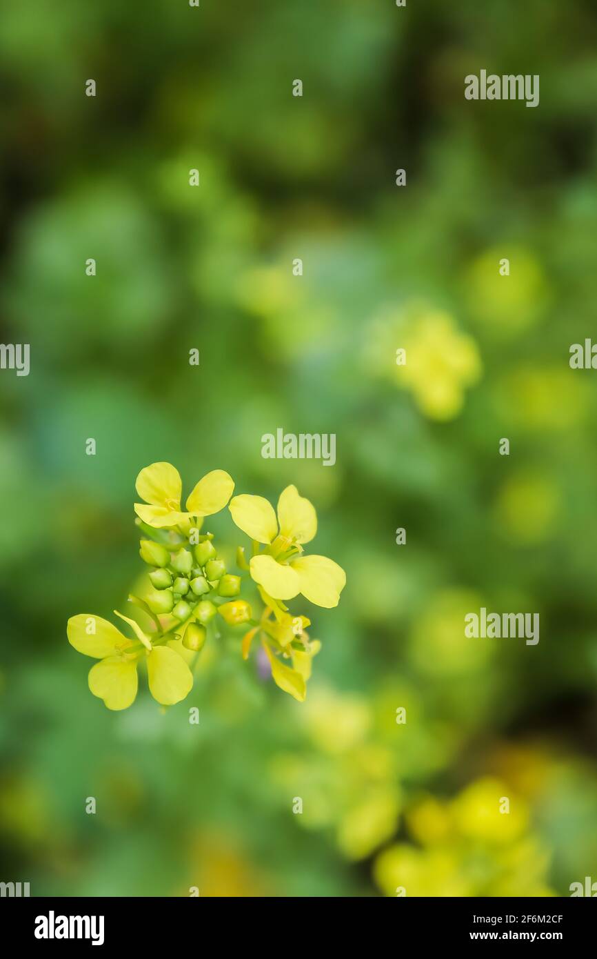 Four petals hi-res stock photography and images - Alamy
