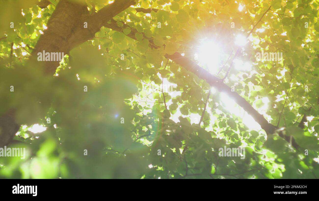 Sun Lens Flare Shining Through Trees Stock Photo - Alamy