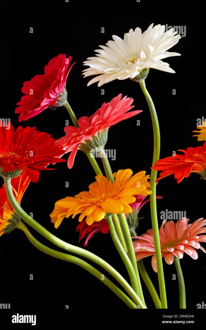 Colourful floral arrangement of Gerbera (Asteraceae). Gerbera is native ...