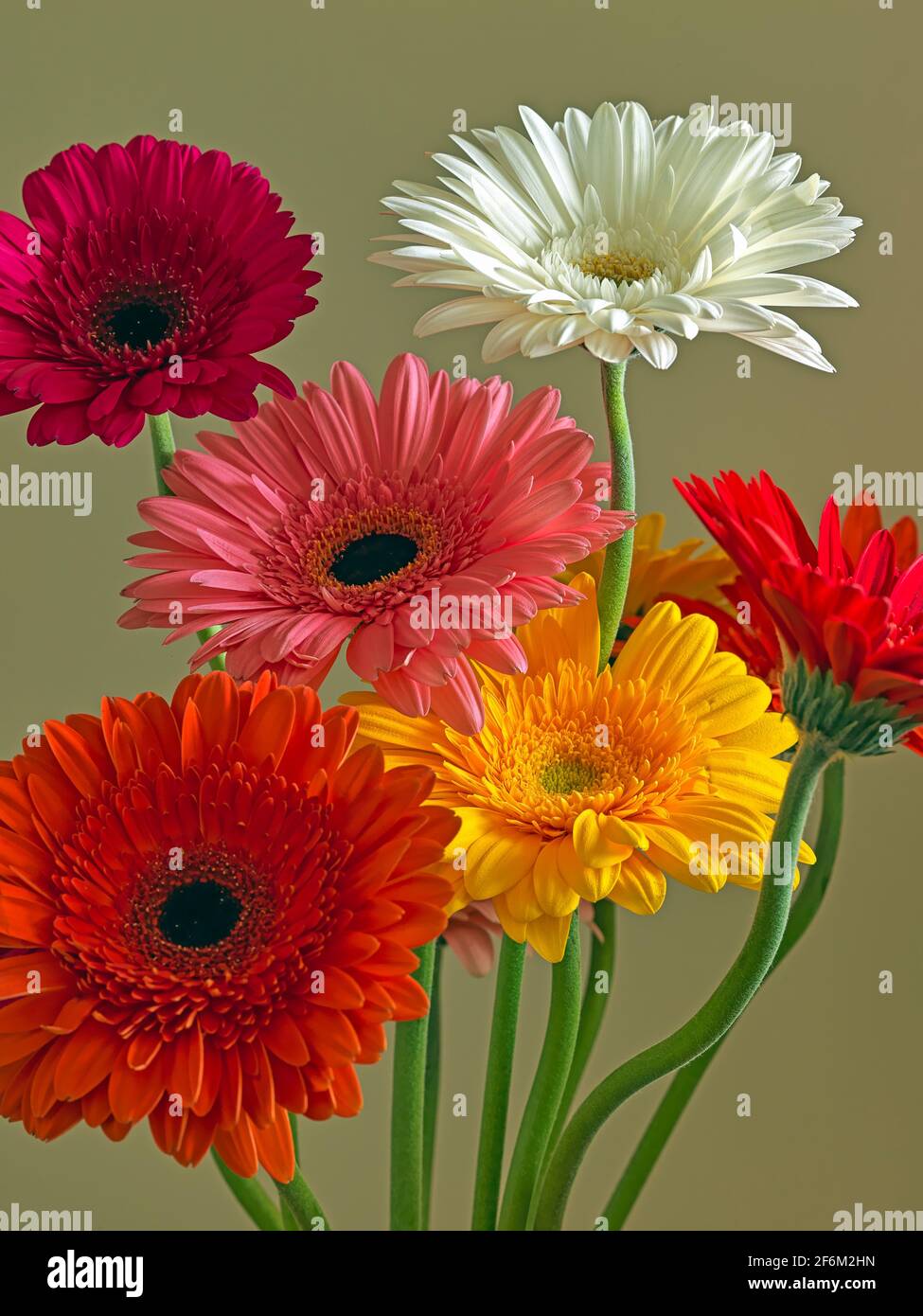 Colourful floral arrangement of Gerbera (Asteraceae). Gerbera is native ...