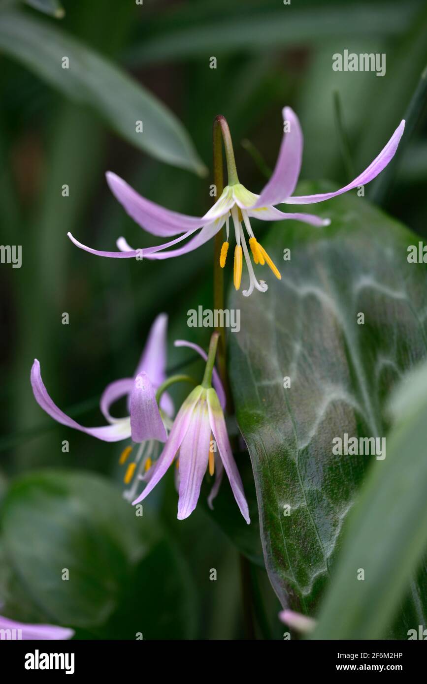 The fawn rose hi-res stock photography and images - Alamy