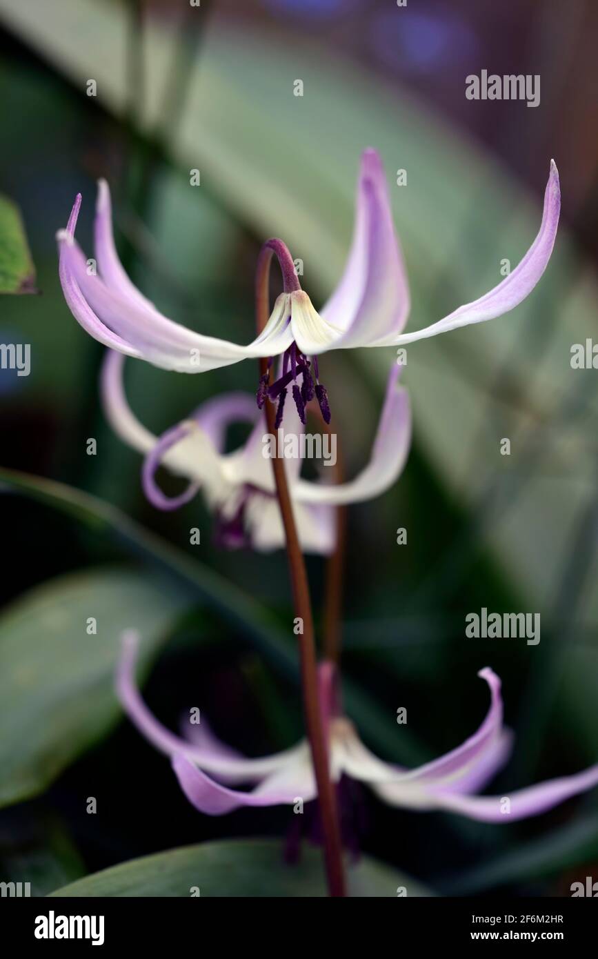 Pink purple reflexed flowers hi-res stock photography and images - Alamy