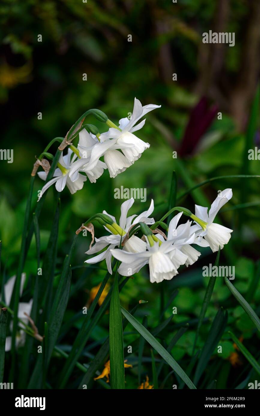 Multi headed daffodils hi-res stock photography and images - Alamy