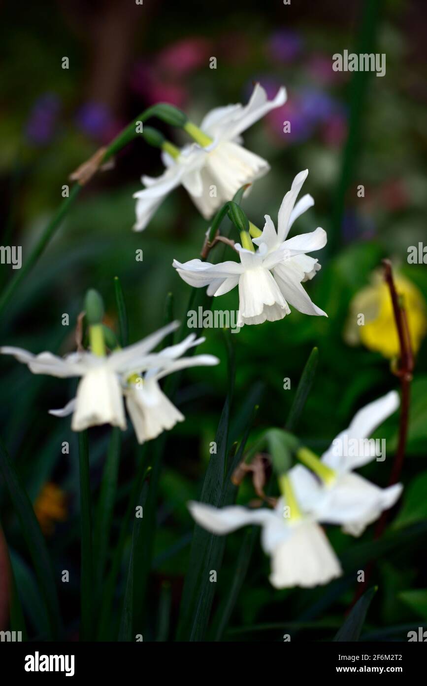 White flowers narcissus thalia hi-res stock photography and images - Alamy