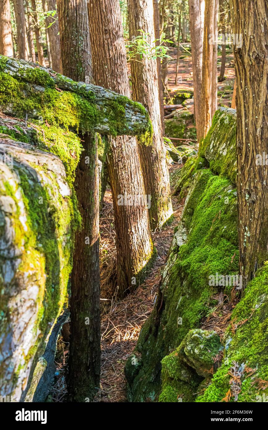 Warsaw Caves Conservation area Dwight Ontario Canada in summer Stock ...