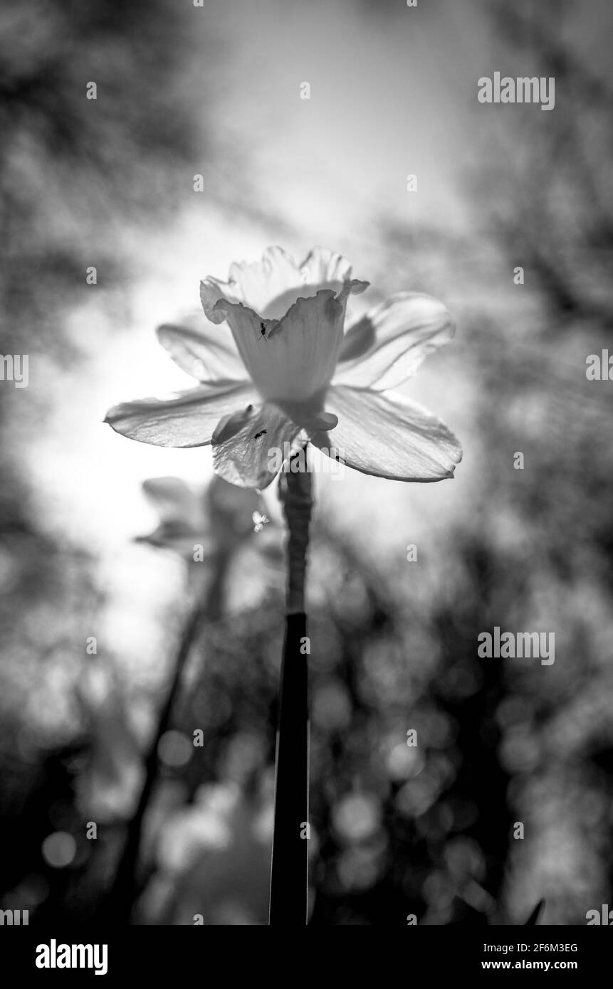 Flowering spring flower Black and White Stock Photos & Images - Alamy