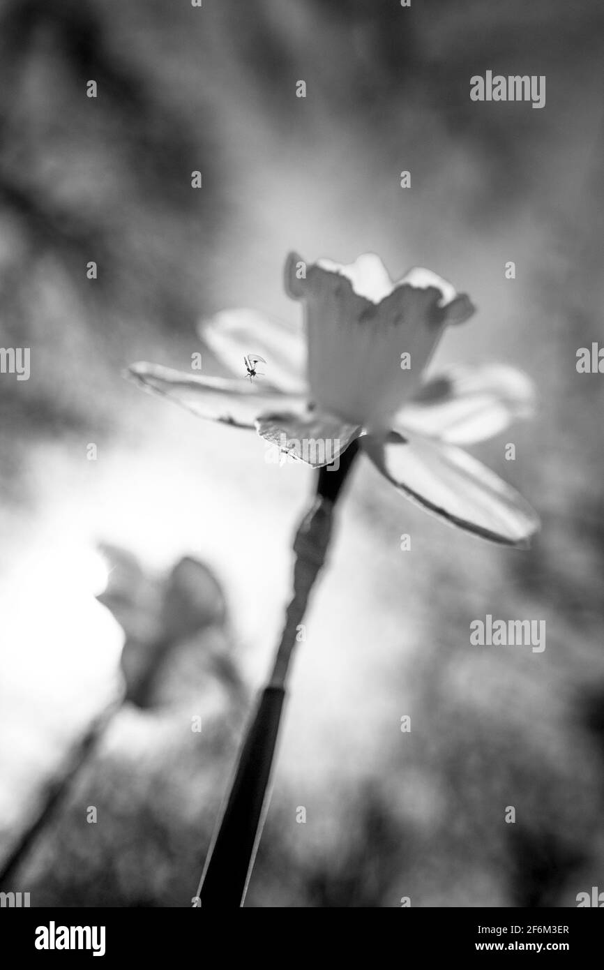 A fly close up Black and White Stock Photos & Images - Alamy