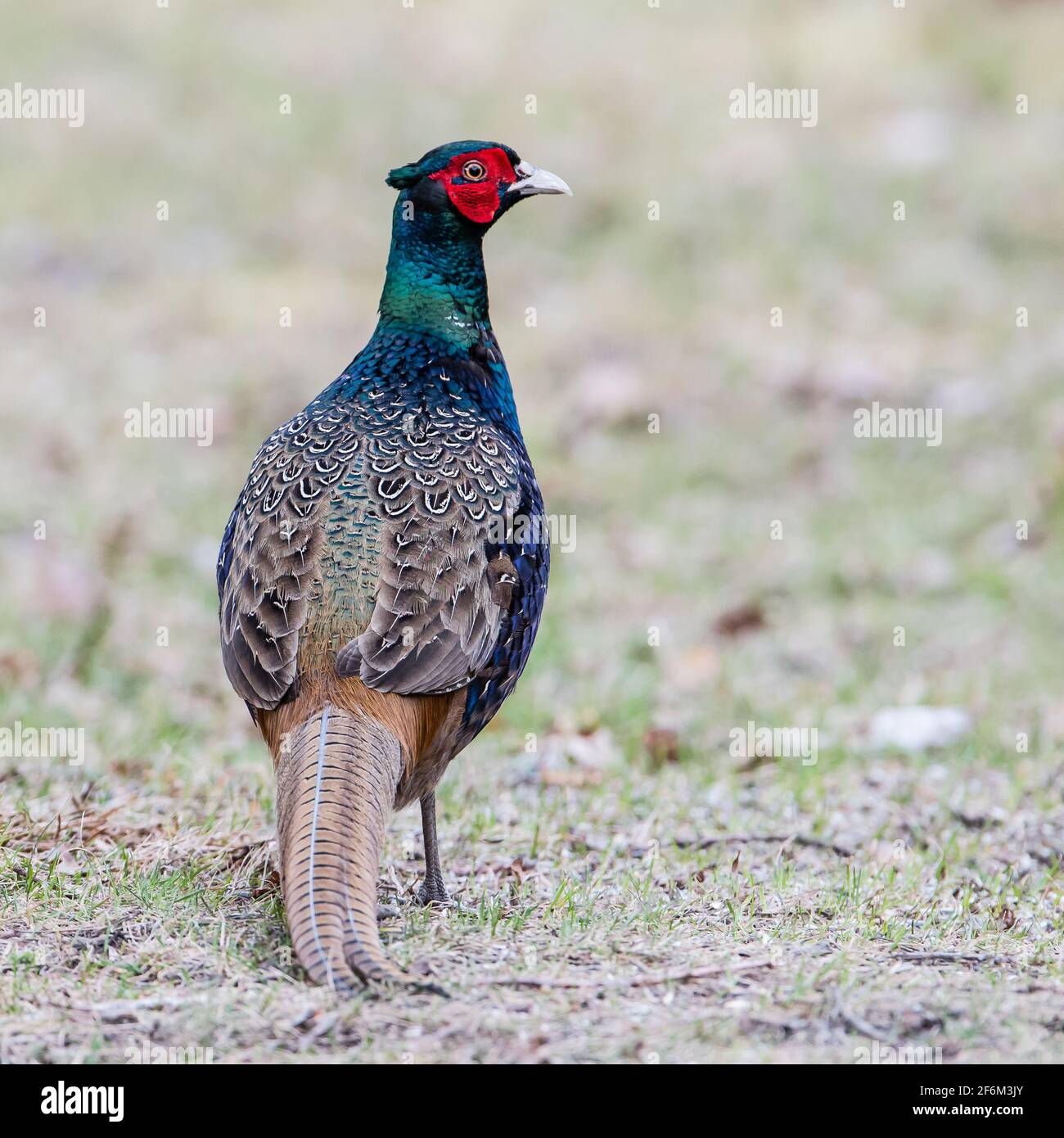 Wild mutant common pheasant’s back (Phasianus colchicus colchicus ...