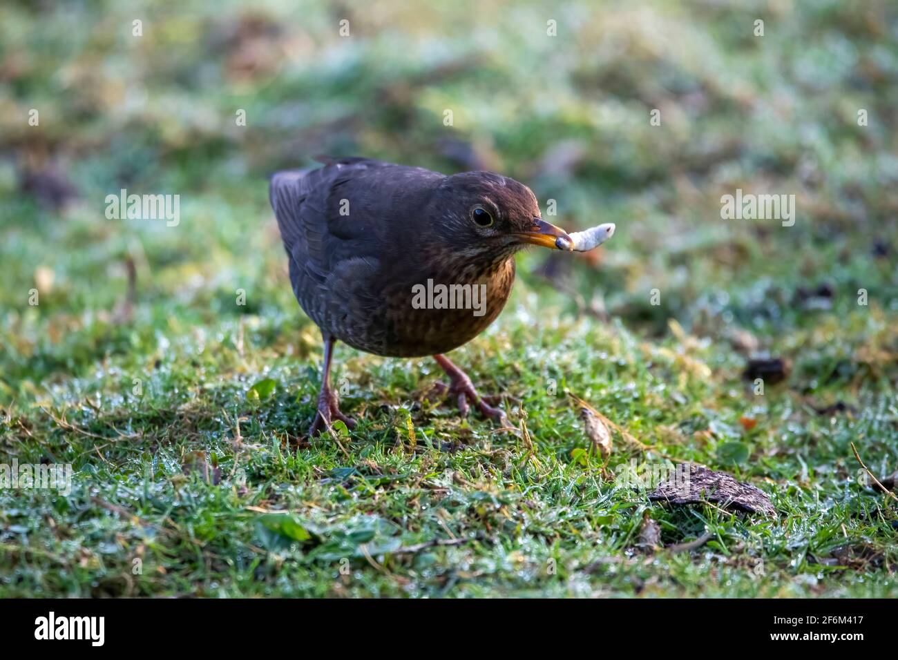 Bird eating insects hi-res stock photography and images - Alamy