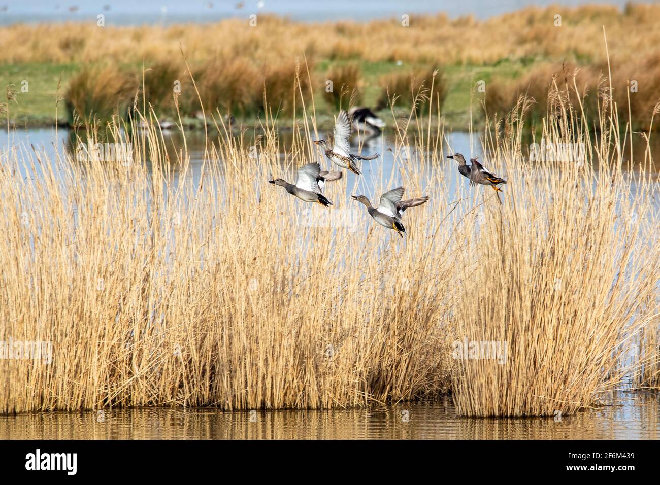 A flock of Teal taking off from a wetlands lake Stock Photo - Alamy