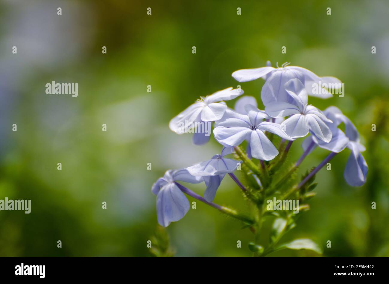 Leadwort flower hi-res stock photography and images - Alamy