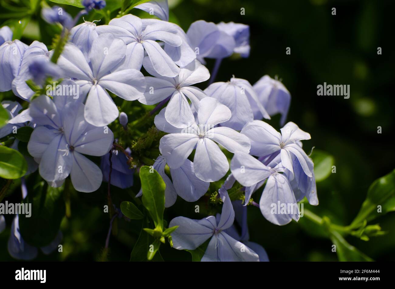 Leadwort flower hi-res stock photography and images - Alamy