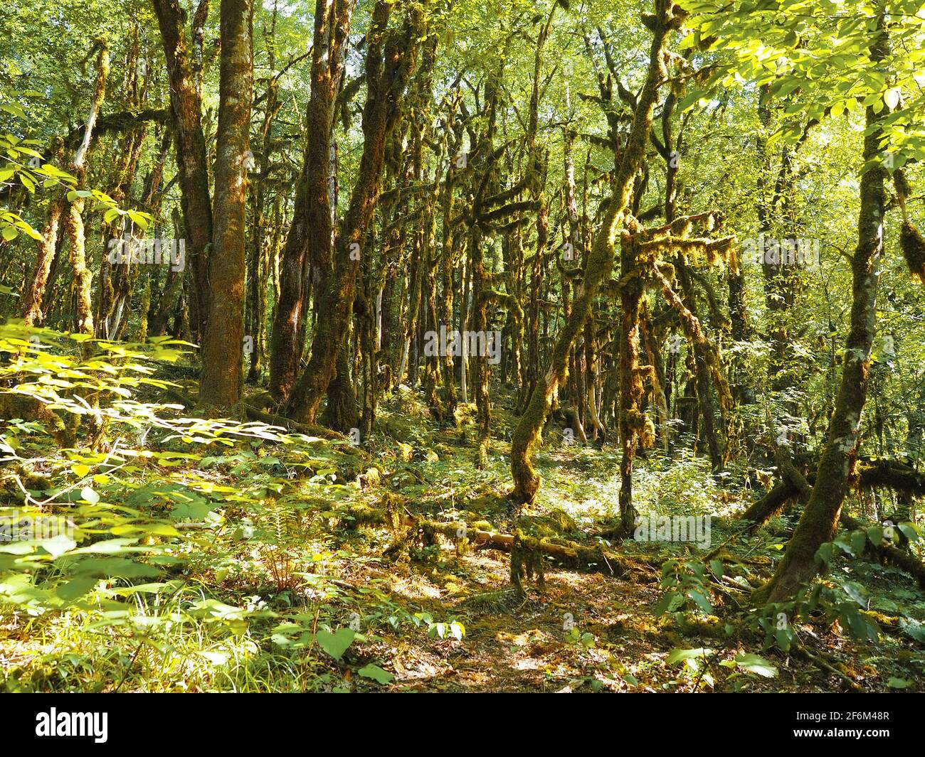 Divarication hi-res stock photography and images - Alamy