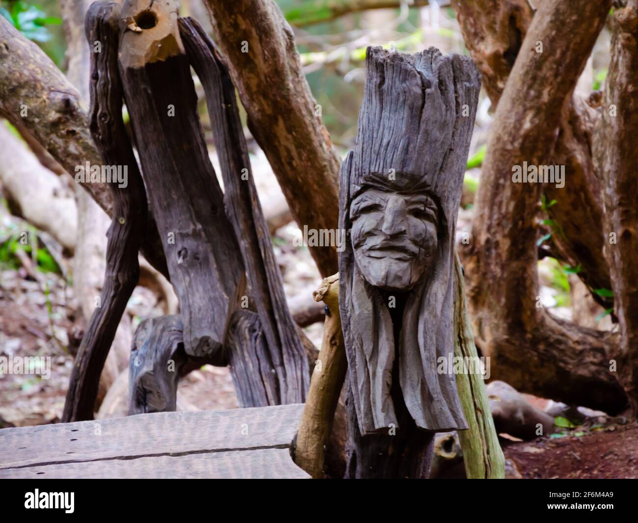 Fortune face branches in the woods Stock Photo - Alamy
