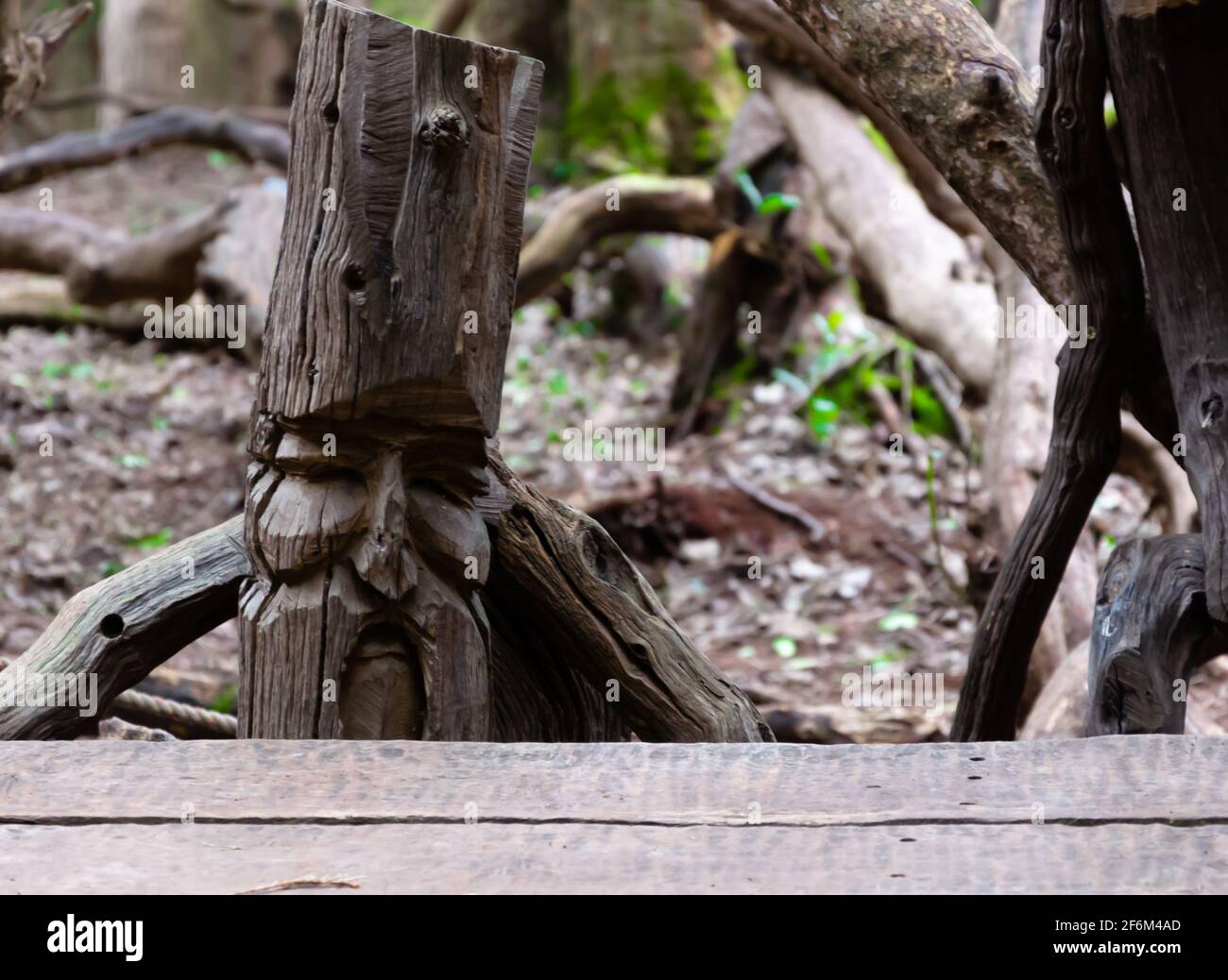 Fortune face branches in the woods Stock Photo - Alamy