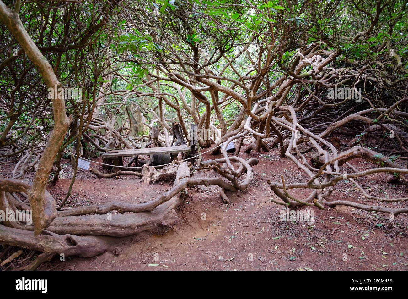 Fortune face branches in the woods Stock Photo - Alamy