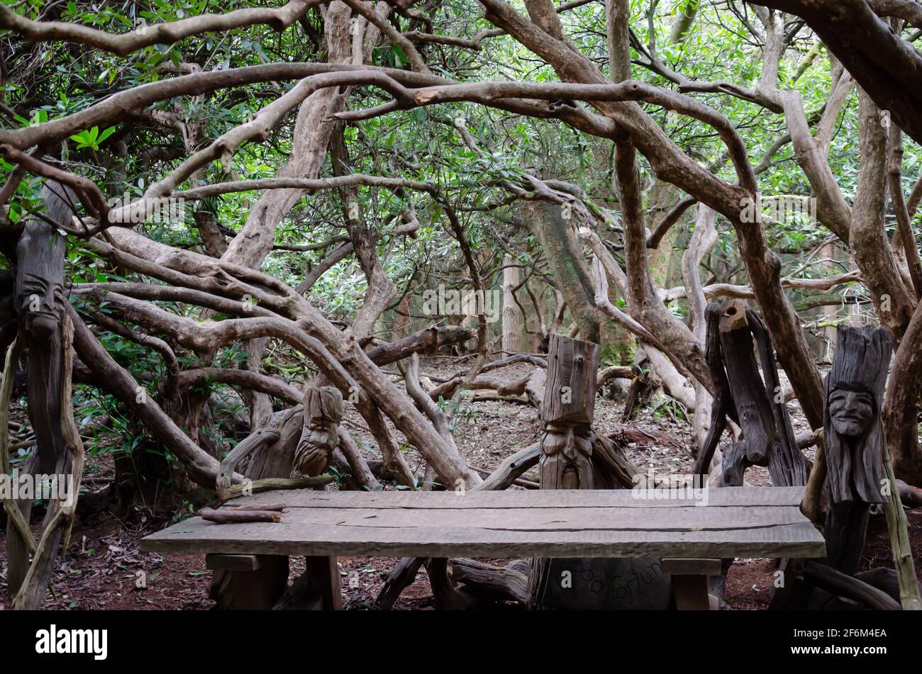 Fortune face branches in the woods Stock Photo - Alamy