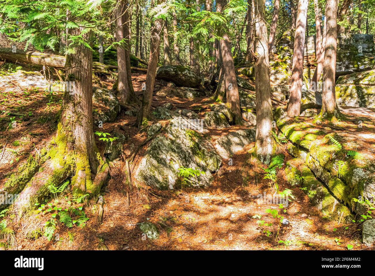 Warsaw Caves Conservation area Dwight Ontario Canada in summer Stock ...