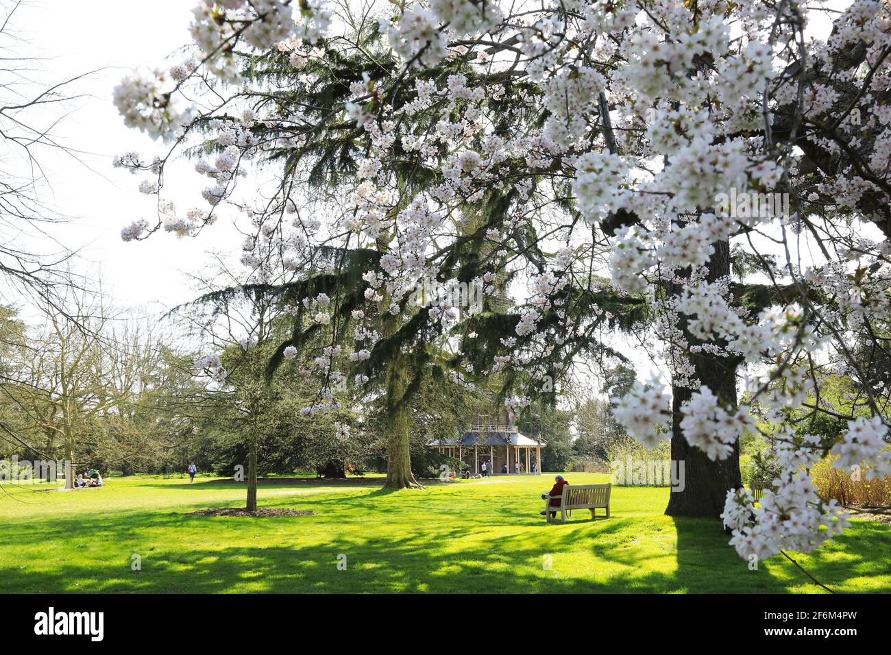Spring blossom by the Great Pagoda in Kew Gardens, in west London, UK ...