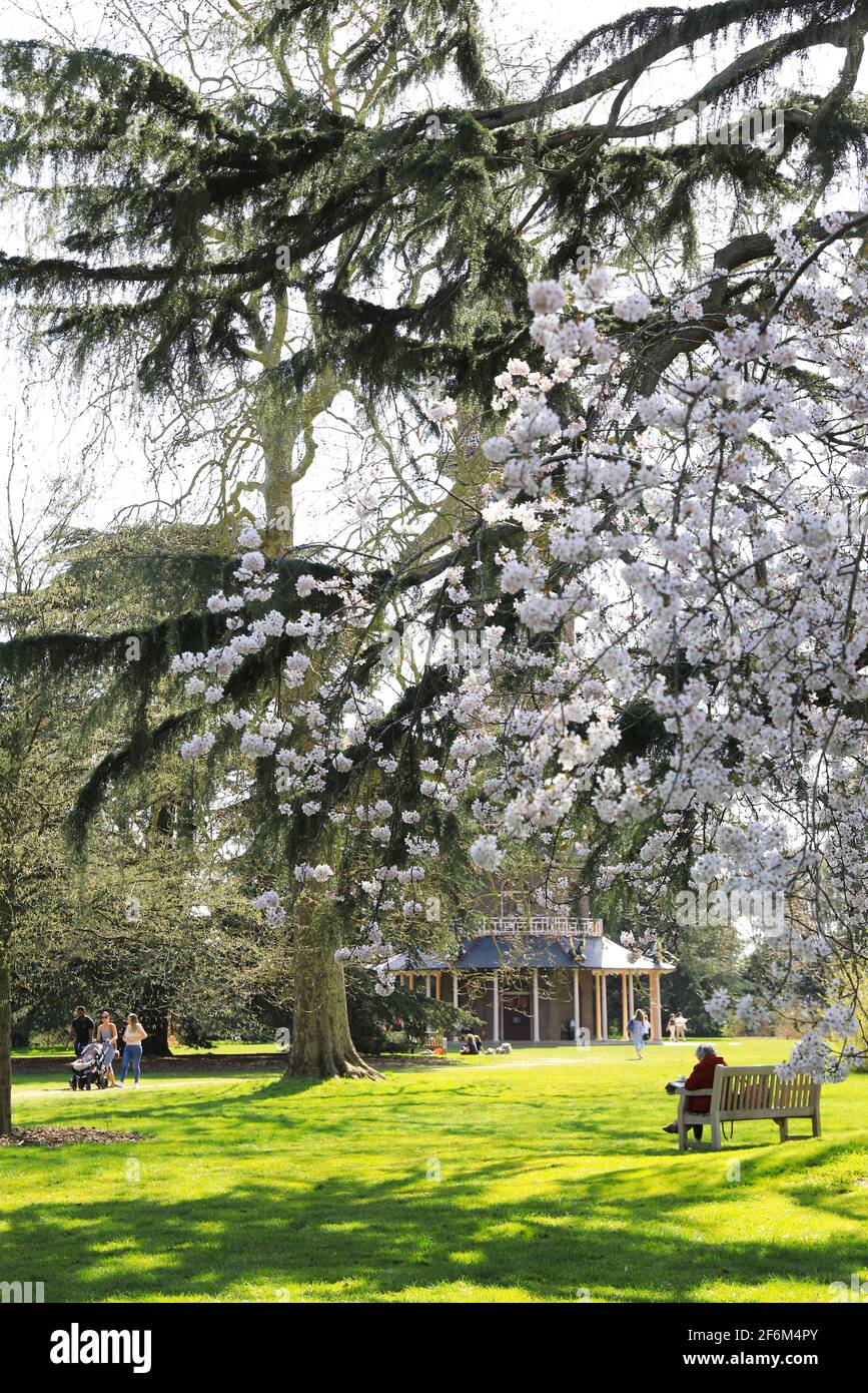 Spring blossom by the Great Pagoda in Kew Gardens, in west London, UK ...