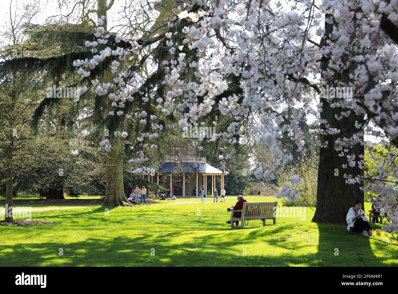 Royal botanic gardens kew cherry hi-res stock photography and images ...
