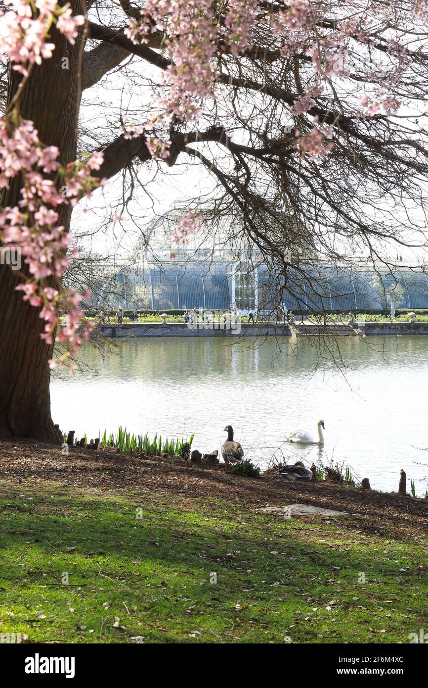 Springtime blossom framing the Palm House across the lake at Kew ...