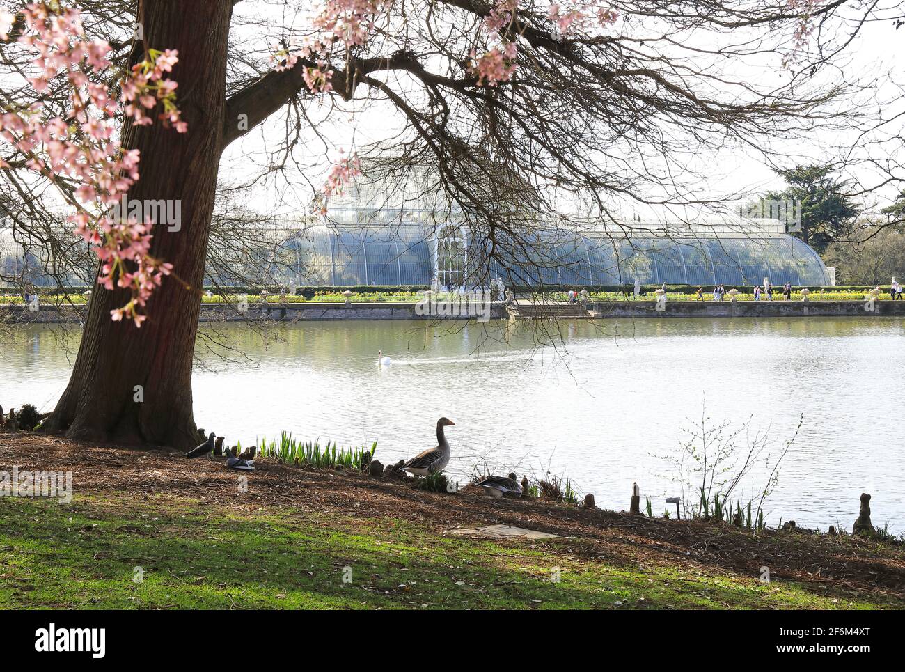 Springtime blossom framing the Palm House across the lake at Kew ...