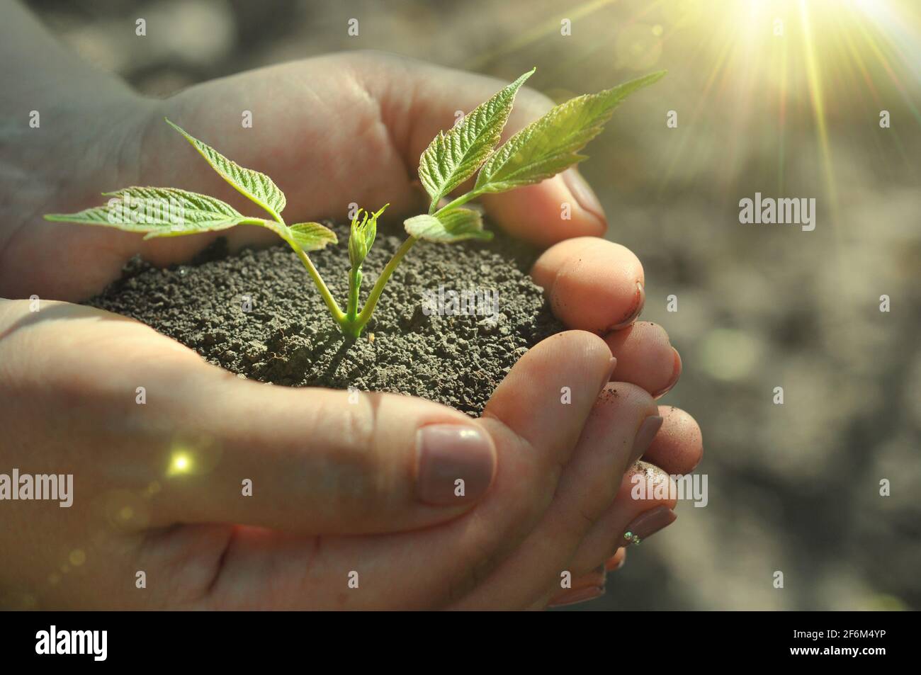Young plant and sunbeams. Hands holding young sprout in soil. Care and ...