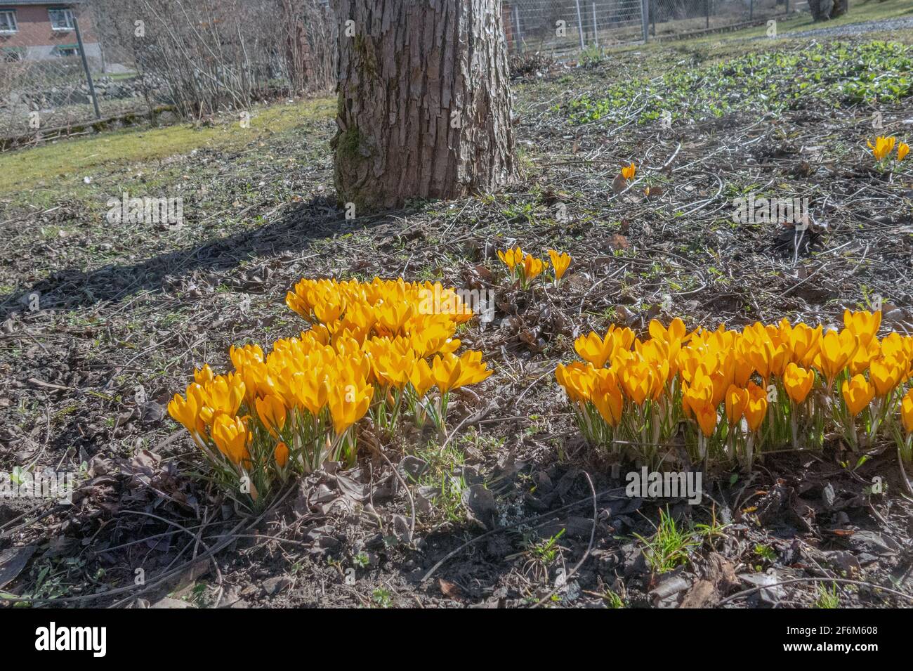 Group of yellow crocus vernus Stock Photo - Alamy