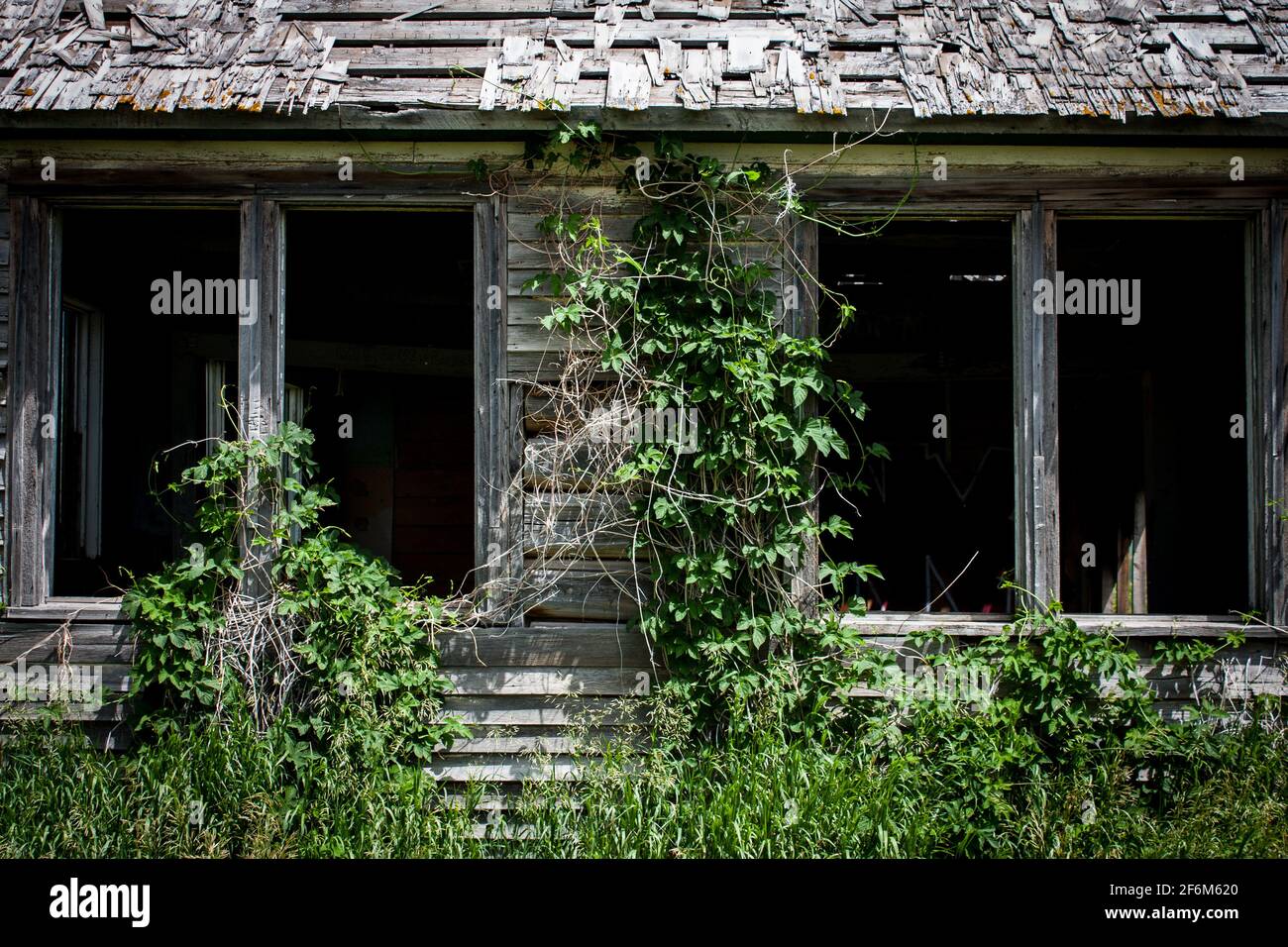 Ivy and weeds overgrowing an old wood clad homestead Stock Photo - Alamy