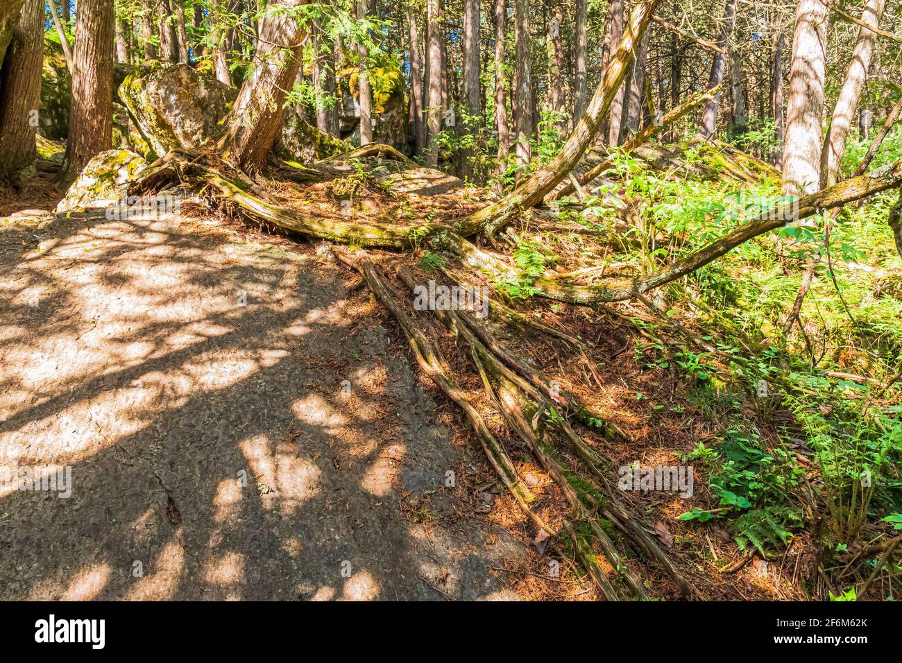 Warsaw Caves Conservation area Dwight Ontario Canada in summer Stock ...