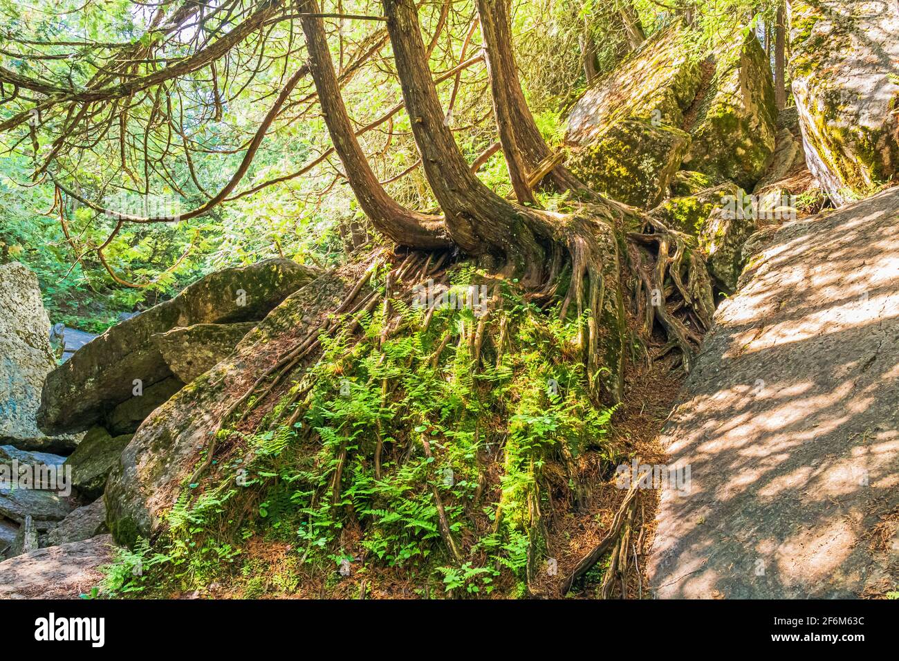 Warsaw Caves Conservation area Dwight Ontario Canada in summer Stock ...