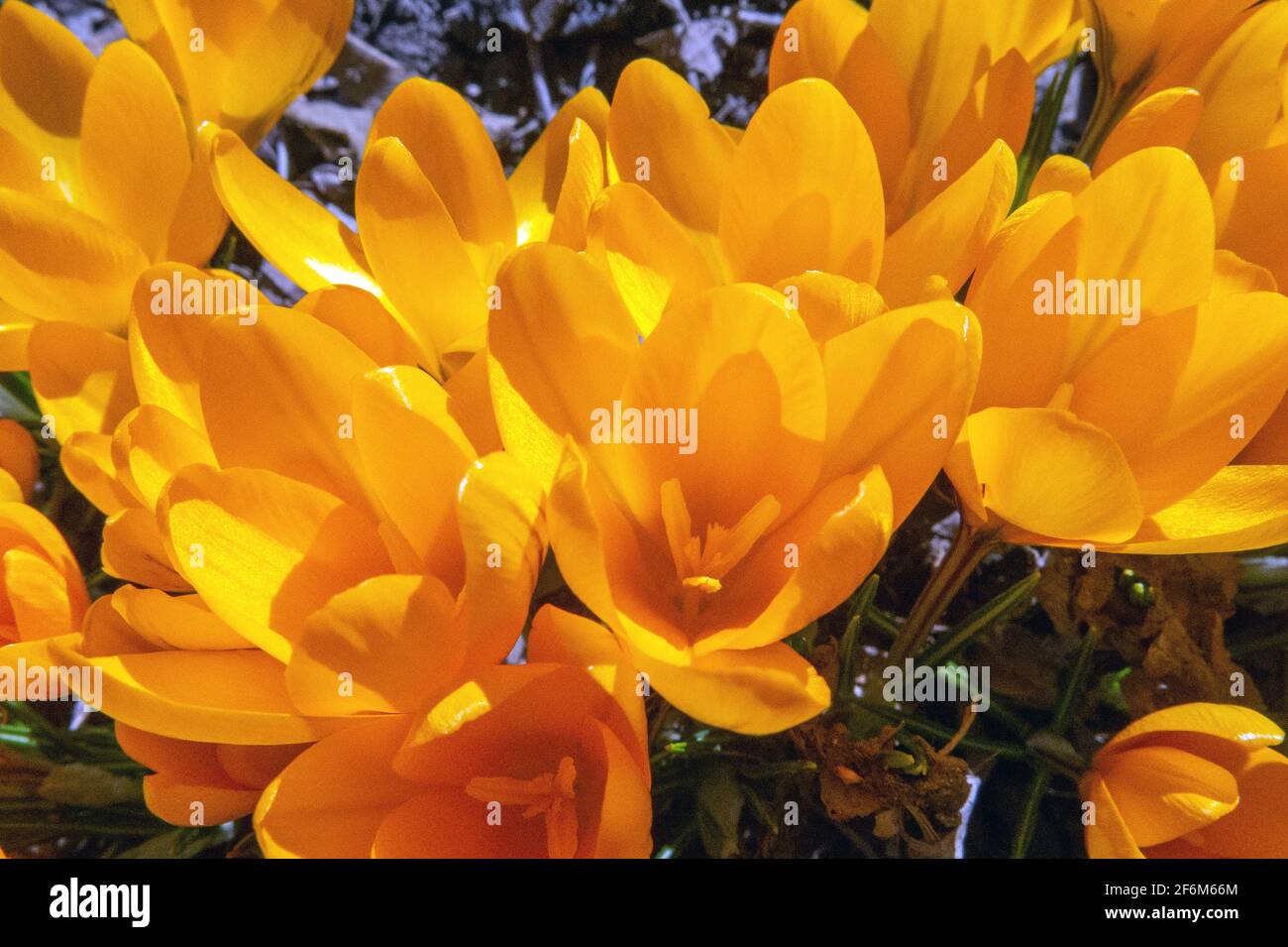 Crocus group hi-res stock photography and images - Alamy