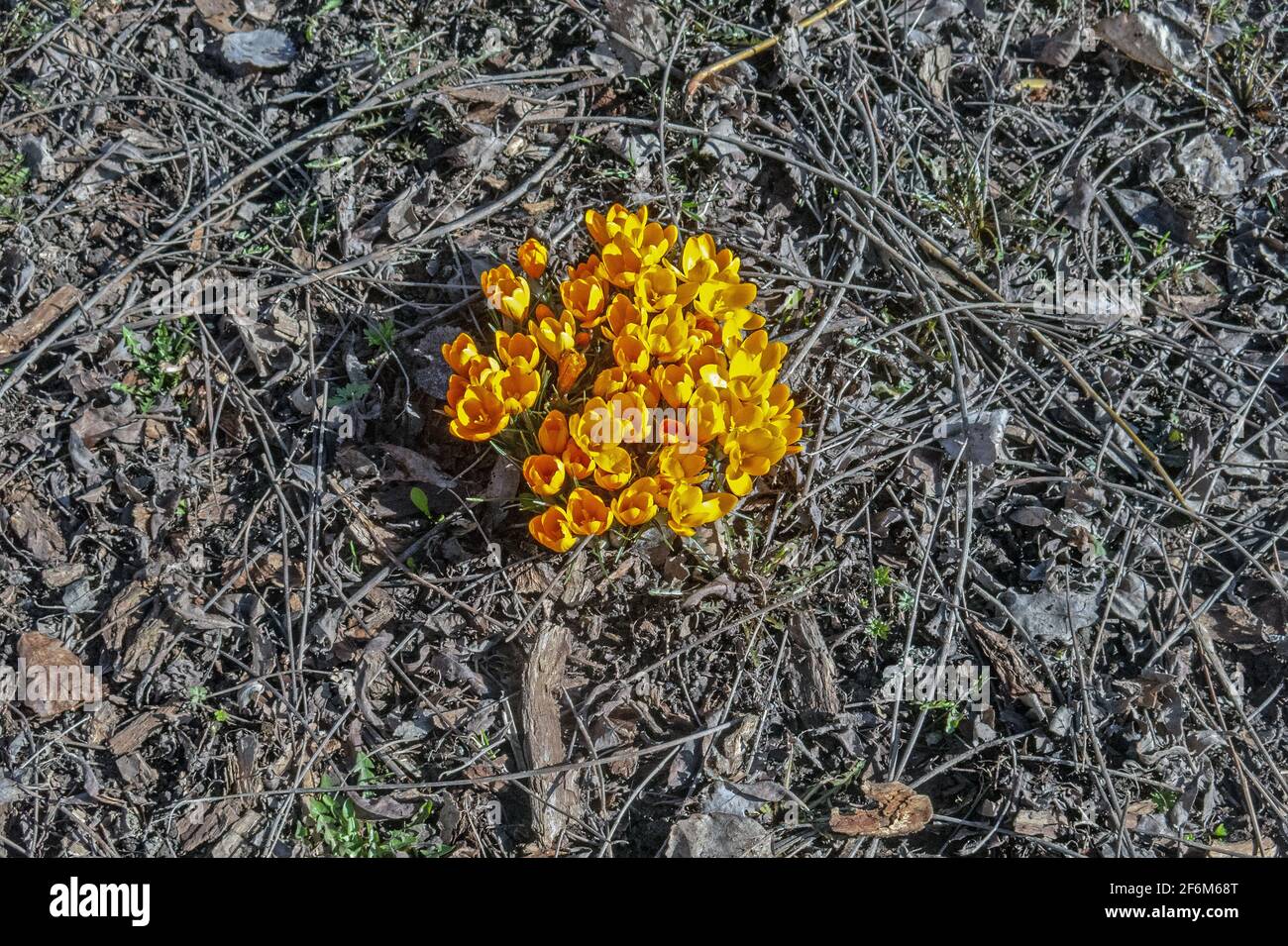 Group of yellow crocus vernus Stock Photo - Alamy
