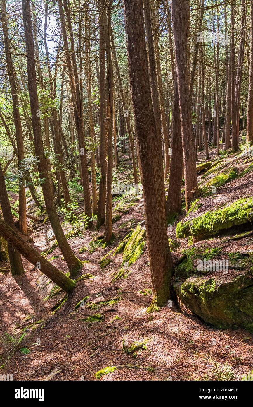 Warsaw Caves Conservation area Dwight Ontario Canada in summer Stock ...