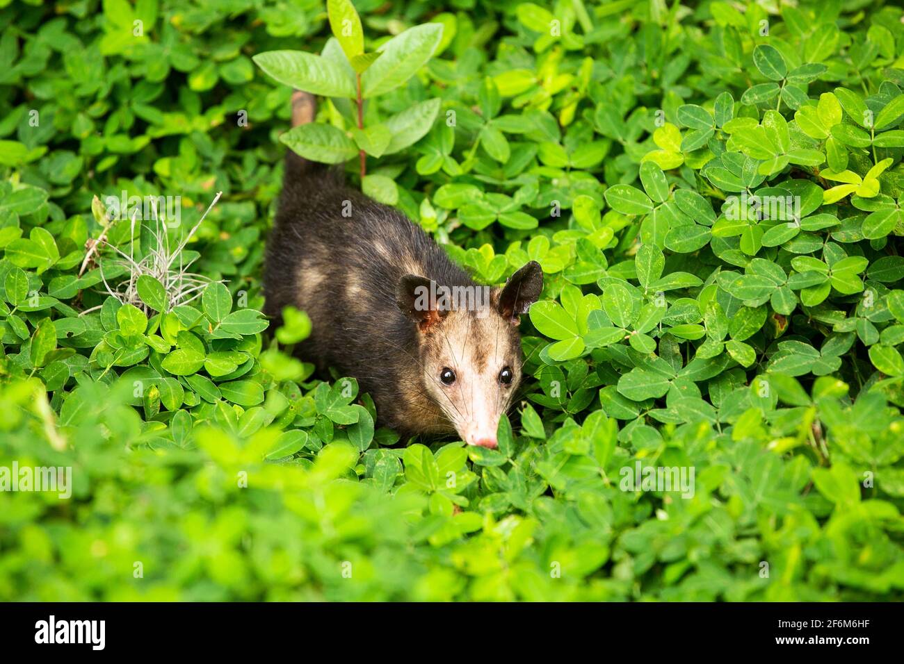Didelphis marsupialis - marsupial mammal possum Stock Photo - Alamy