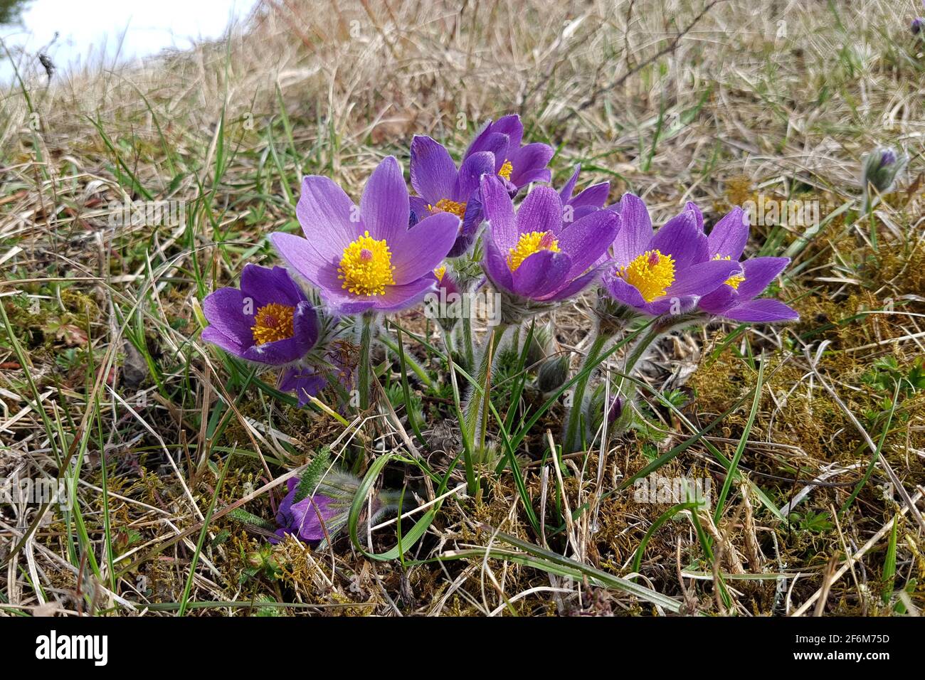 Beautiful purple fluffy flower Oriental Pulsatilla patens pasqueflower ...