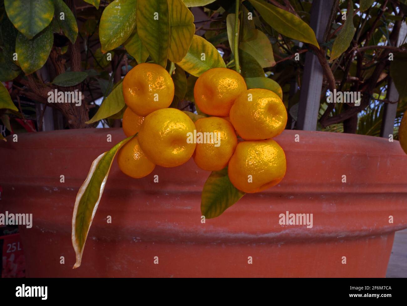 Close up of tangerine hi-res stock photography and images - Alamy