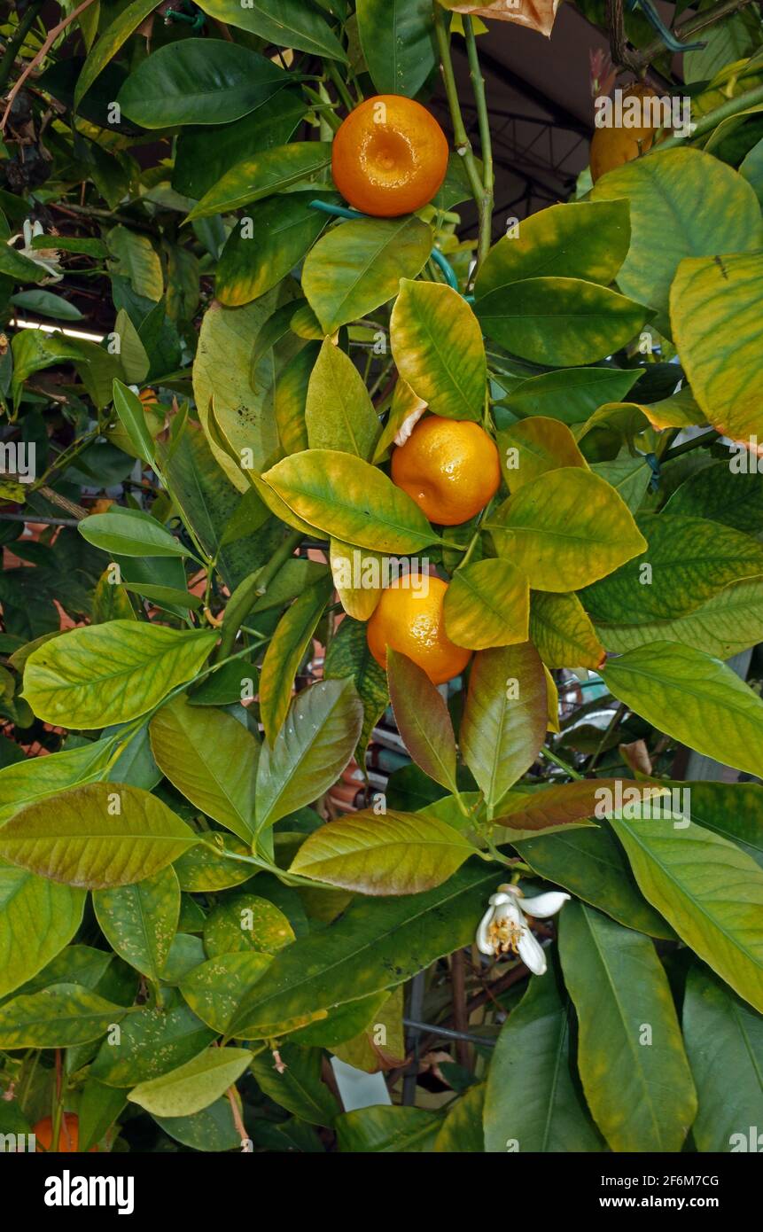Close up of tangerine hi-res stock photography and images - Alamy