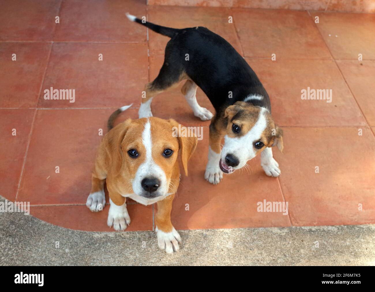 Crossbreed animals hi-res stock photography and images - Alamy