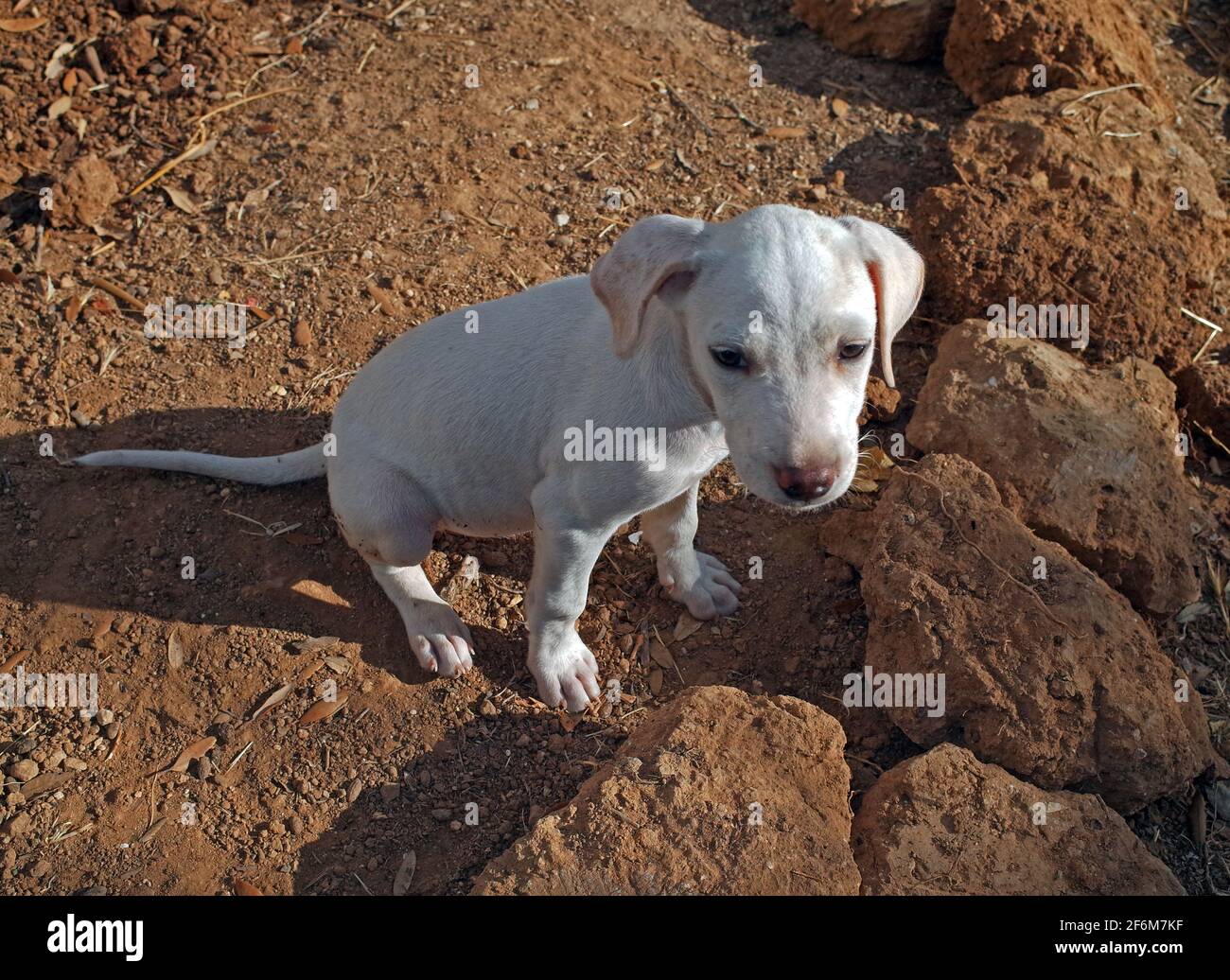 Crossbreed animals hi-res stock photography and images - Alamy