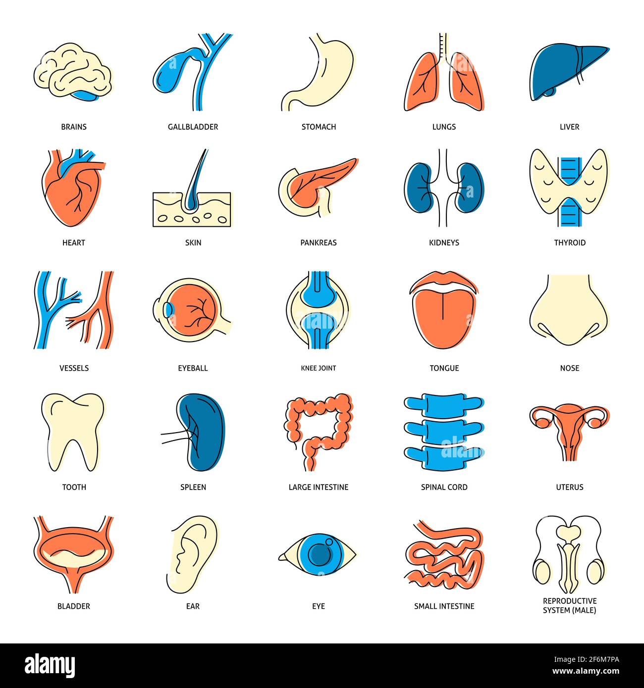 Sense organs Cut Out Stock Images & Pictures - Alamy