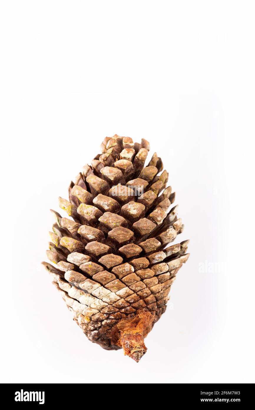 Pine Cone isolated on white background - Pinus patula Stock Photo - Alamy