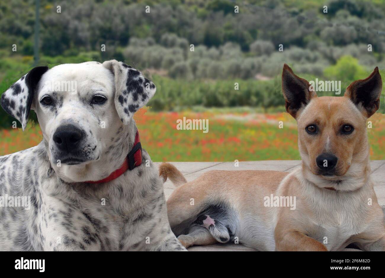Crossbreed dogs hi-res stock photography and images - Alamy