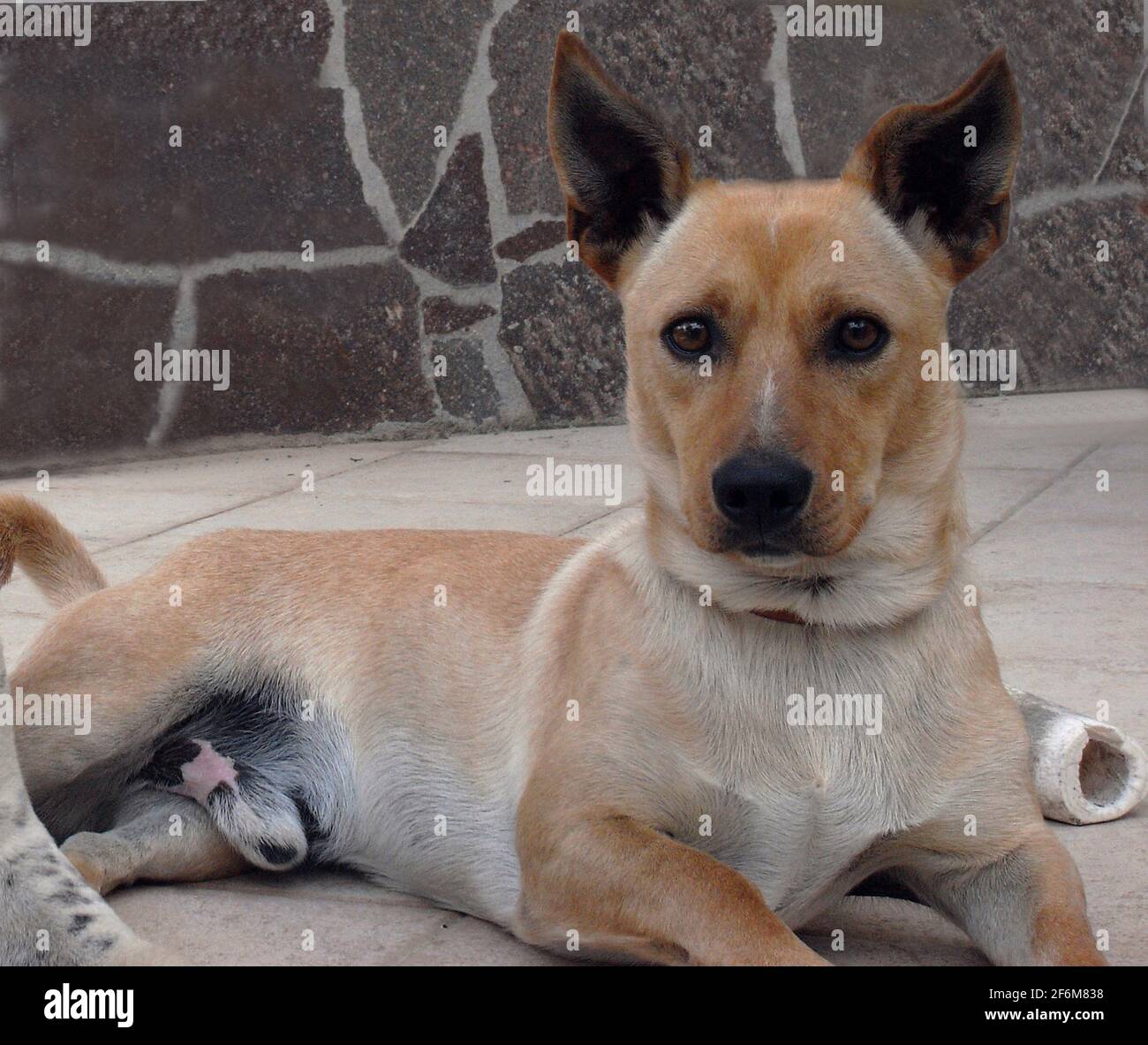 Crossbreed dog portrait Stock Photo - Alamy