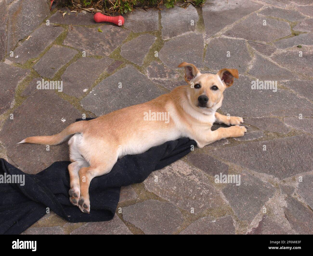 Crossbreed dog portrait Stock Photo - Alamy