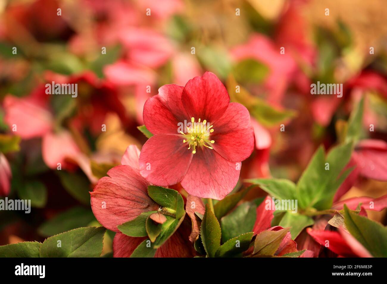 Helibore flower hi-res stock photography and images - Alamy