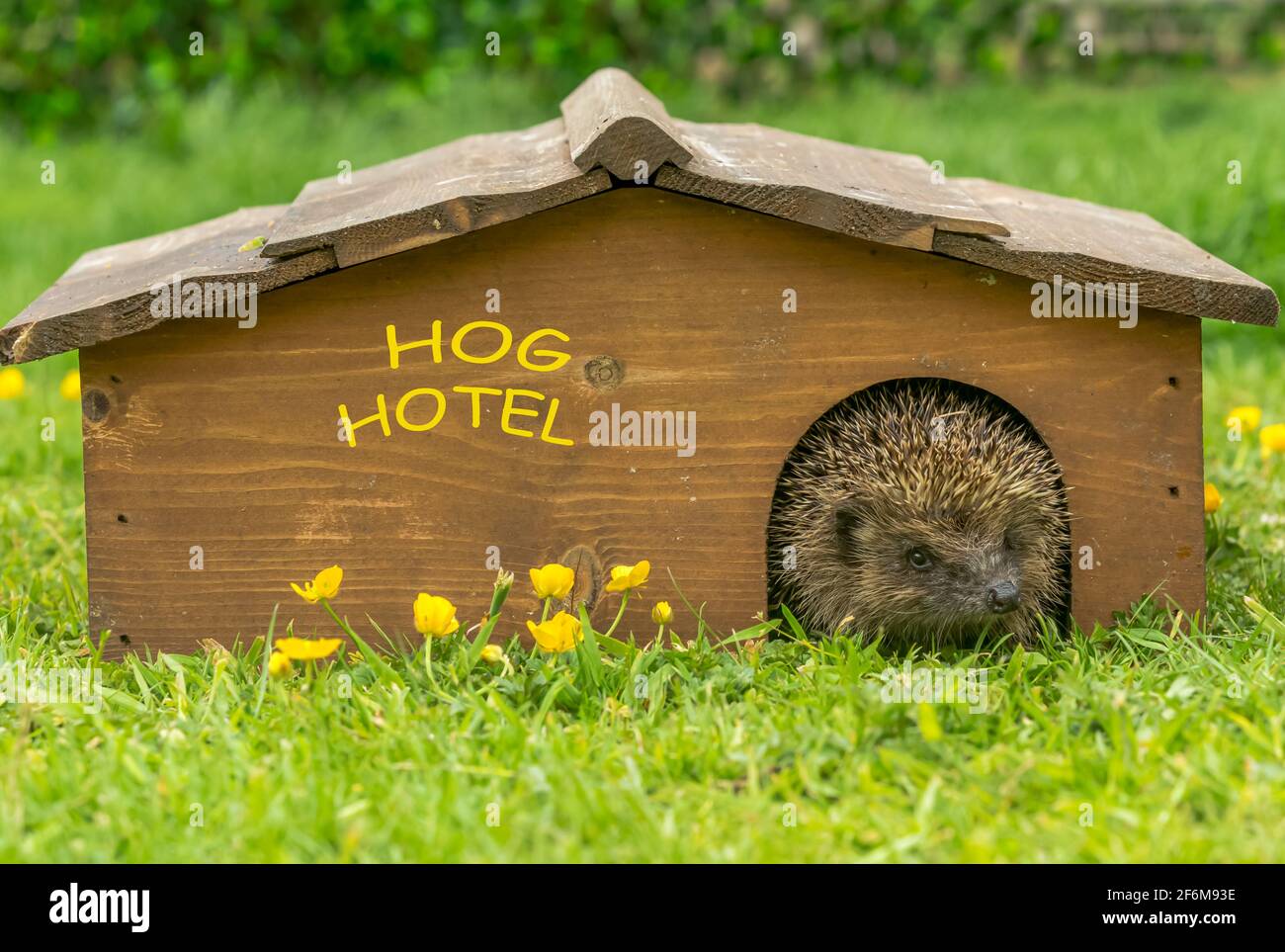 Hog house hi-res stock photography and images - Alamy