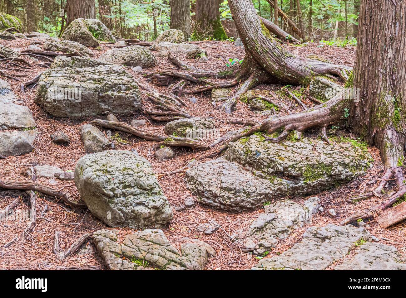 Warsaw Caves Conservation area Dwight Ontario Canada in summer Stock ...
